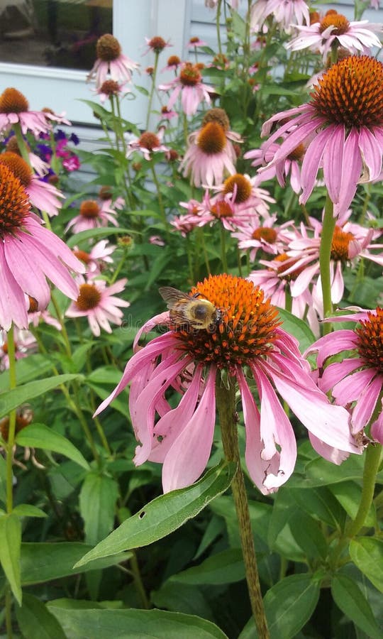Bee on coneflower stock image. Image of coneflower, garden - 100272877