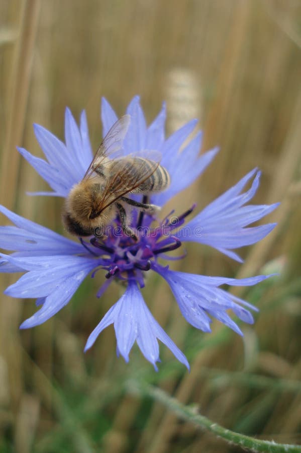 Bee on Cornflower stock photo. Image of detail, apis - 55946170