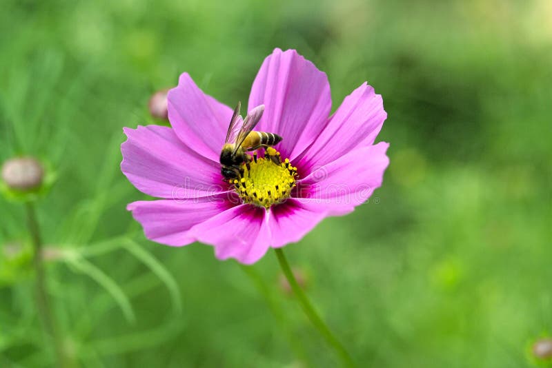 Bee on cosmos flower stock photo. Image of closeup, cosmos - 22259486
