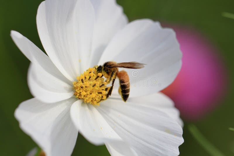 Bee and Cosmos Flower stock image. Image of flora, fresh - 38369153