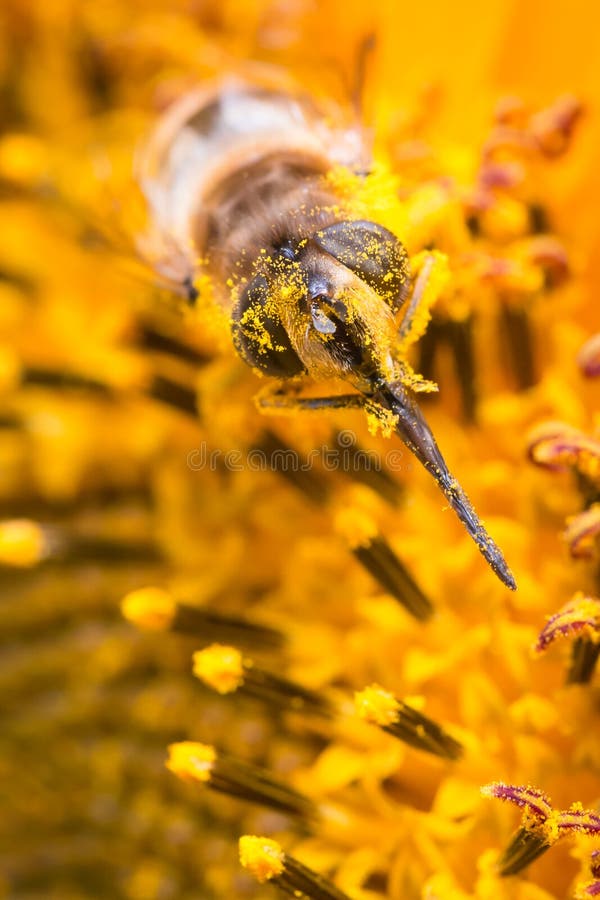 Bee covered in pollen stock photo. Image of honey, hairy - 98263634