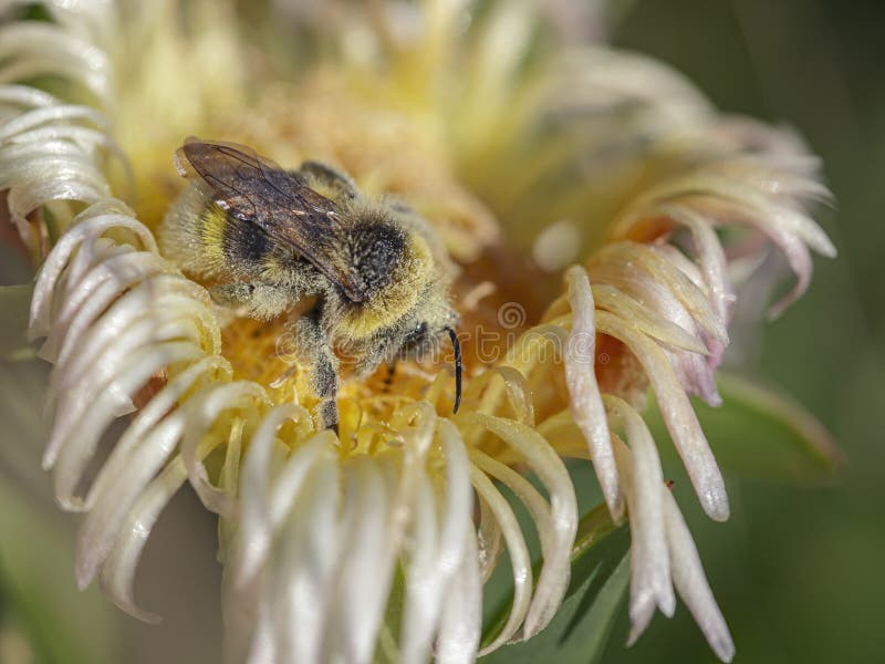 Bee covered with pollen stock image. Image of flora - 308409189