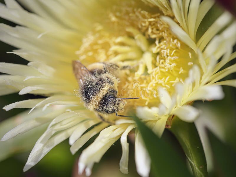 Bee covered with pollen stock photo. Image of succulent - 314392110
