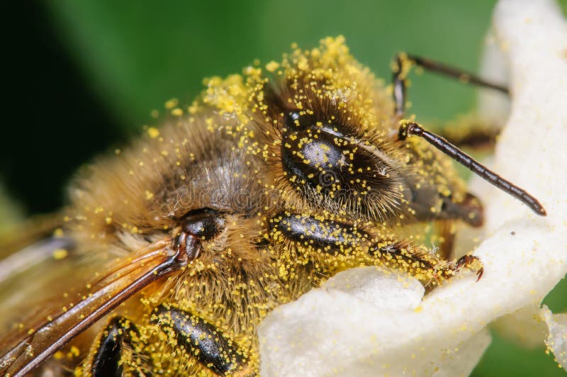 Bee Covered in Pollen stock photo. Image of isolated - 39168864