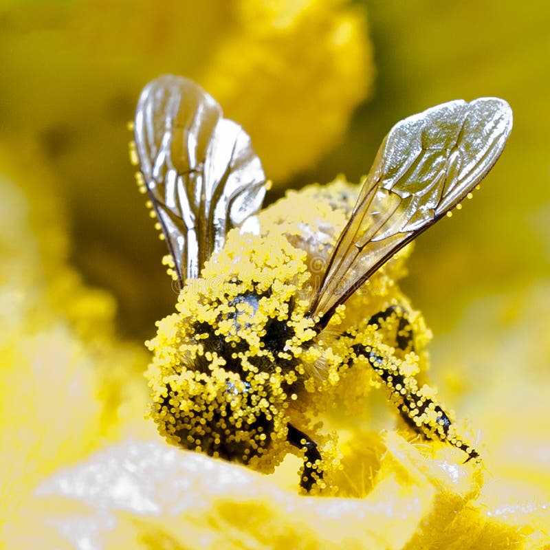 Bee Covered with Pollen Inside a Courgette Flower Stock Photo - Image ...
