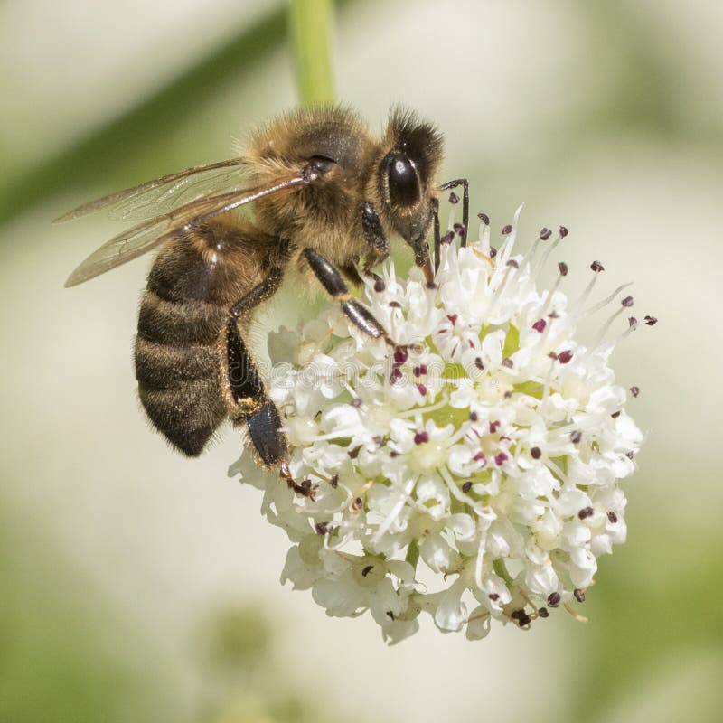 Bee on Cow Parsley on Southampton Common Stock Image - Image of spring ...