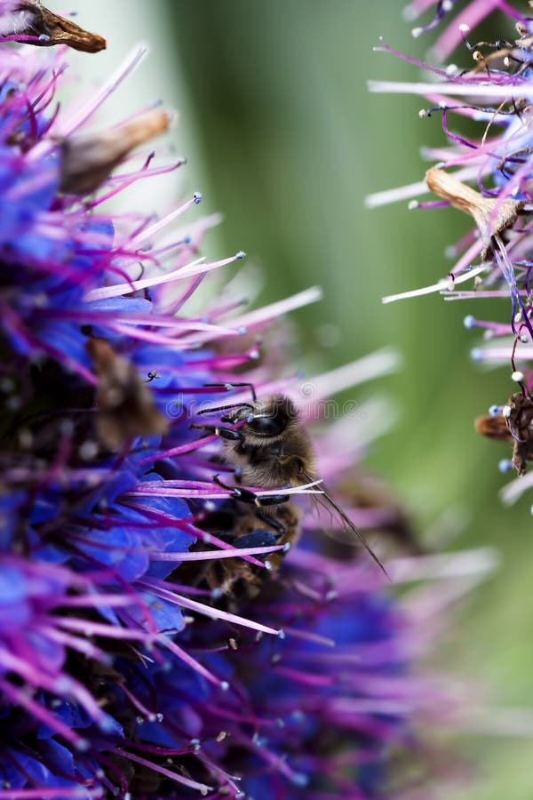 Bee Crawling on Blue and Purple Flower Stock Image - Image of nature ...