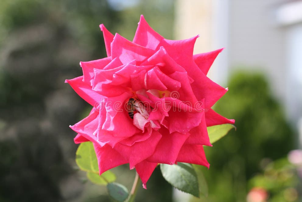 Bee Crawling Inside a Pink Rose in the Center Stock Photo - Image of ...