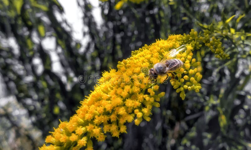 A Bee is Crawling on a Yellow Flower Stock Photo - Image of crawling ...