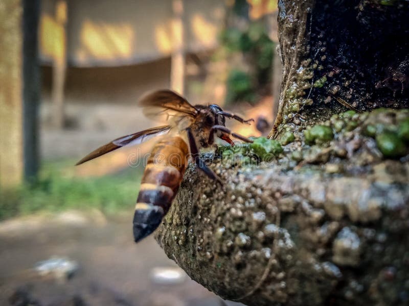 Bee stock image. Image of wildlife, creature, insect - 152945617