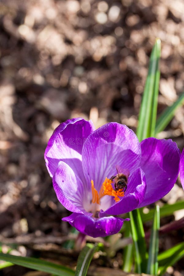 Bee on crocus stock photo. Image of insect, blossom, nature - 51449364