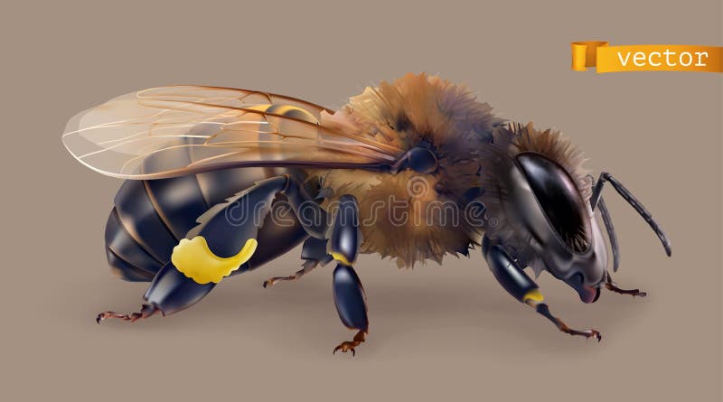Realistic Bumblebee Stock Illustrations – 550 Realistic Bumblebee Stock ...