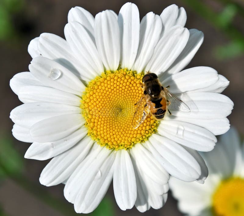 Bee on daisy stock photo. Image of chamomile, close, yellow - 19870550