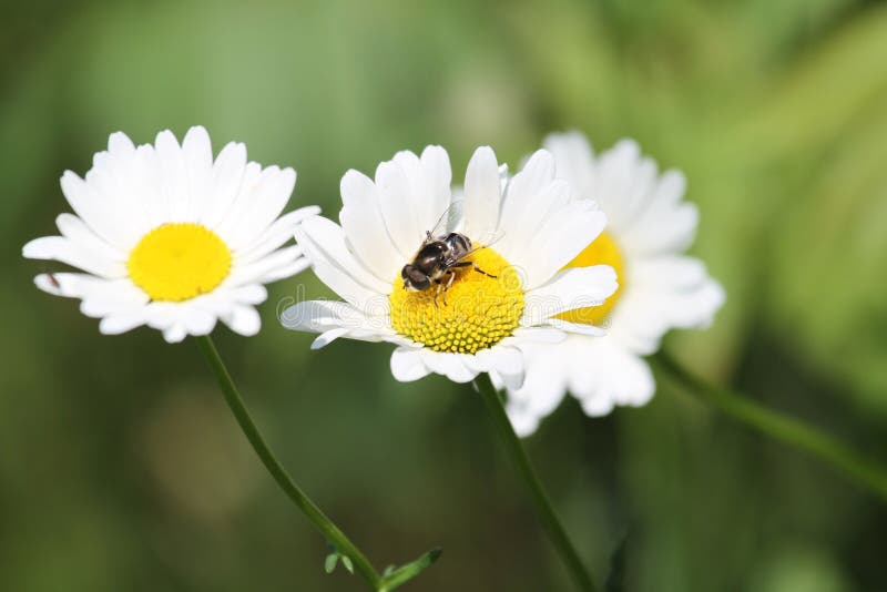 Bee on Daisy stock image. Image of nature, summer, insect - 20298111