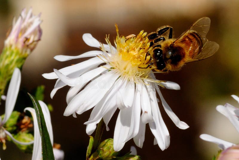 Bee on a daisy stock photo. Image of daisy, flower, white - 21901056