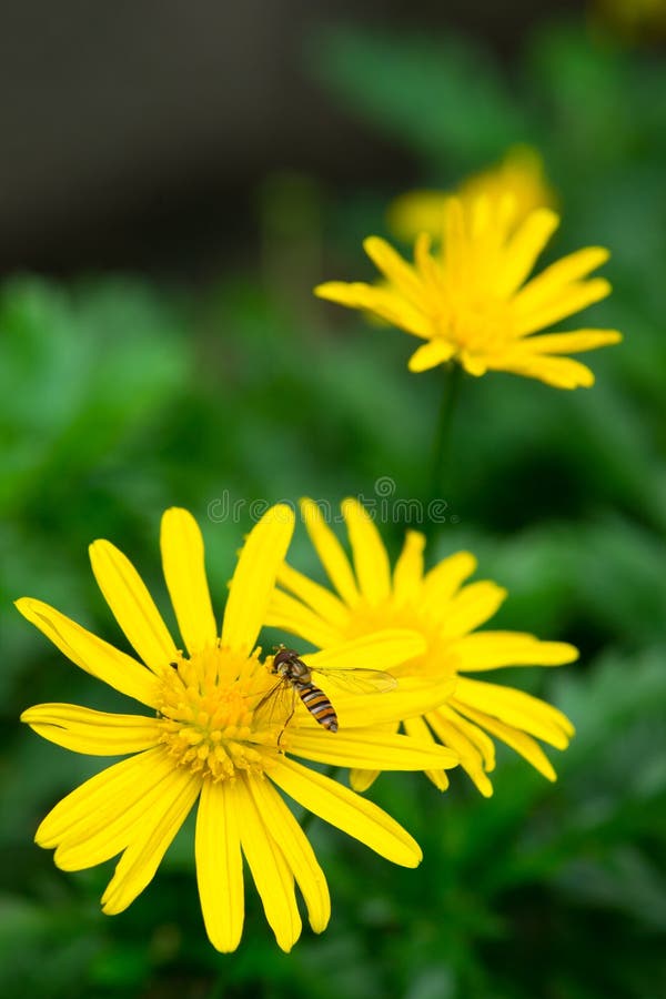 Bee with daisy stock photo. Image of brown, garden, botanical - 22075554
