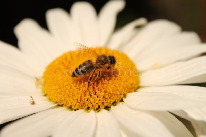 Bee and Daisy stock photo. Image of nectar, buzz, meadow - 69268764