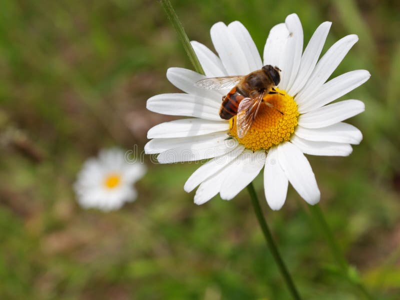 Bee on a daisy flower stock image. Image of honeybee - 345451435