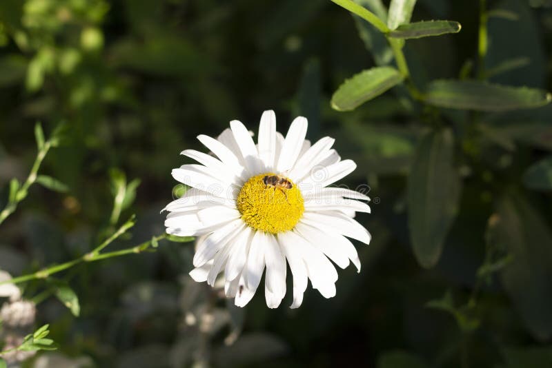 A bee on a daisy flower stock photo. Image of flower - 193030024