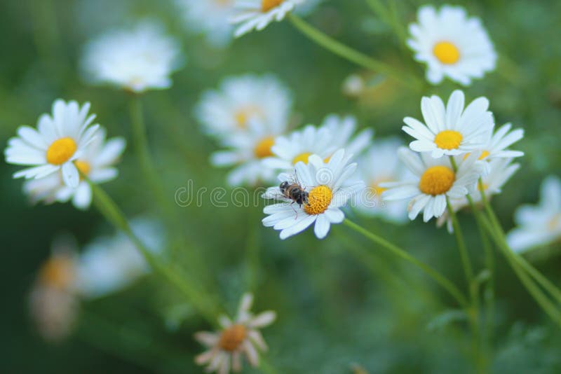 Bee on daisy flowers stock image. Image of plant, chamomile - 262319401