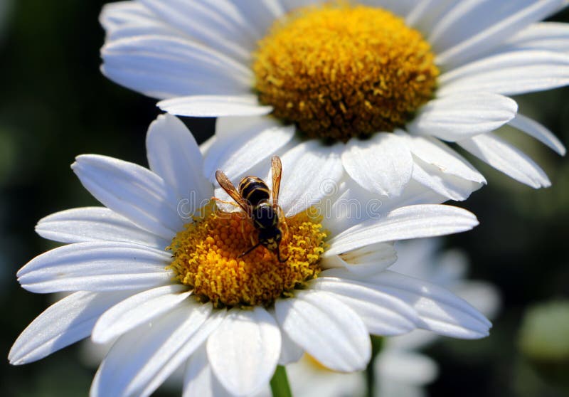 Bee on a daisy stock photo. Image of seasons, bloom, beekeeper - 45442020