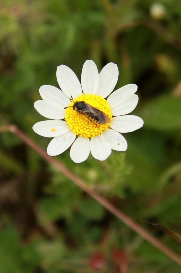 Bee on a daisy pollinating stock image. Image of daisy - 185912787