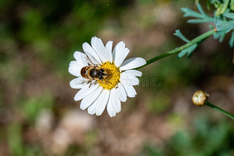 Bee on daisy stock photo. Image of beauty, flora, green - 181893668