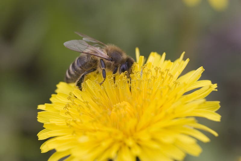 Bee On A Dandelion Picture. Image: 758887