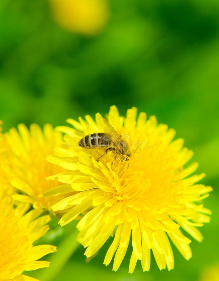 Honey Bee on an Yellow Dandelion Flower Stock Photo - Image of spring ...