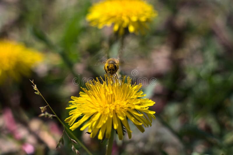 Bee on a dandelion stock image. Image of pollination - 375065113