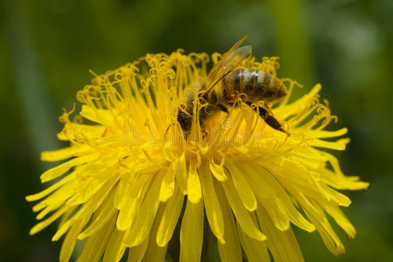 Bee on dandelion stock image. Image of flowers, leaf - 72132869