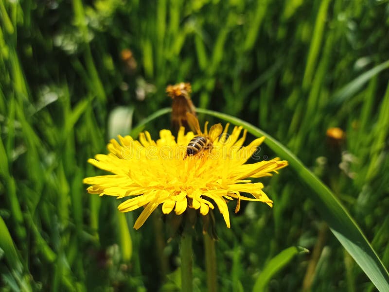 Bee on Dandelion in the Field. Taraxacum Officinale Stock Image - Image ...