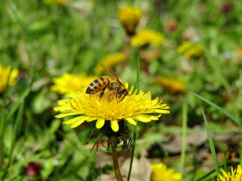 A Bee on a Dandelion Flower Stock Image - Image of nature, gathering ...