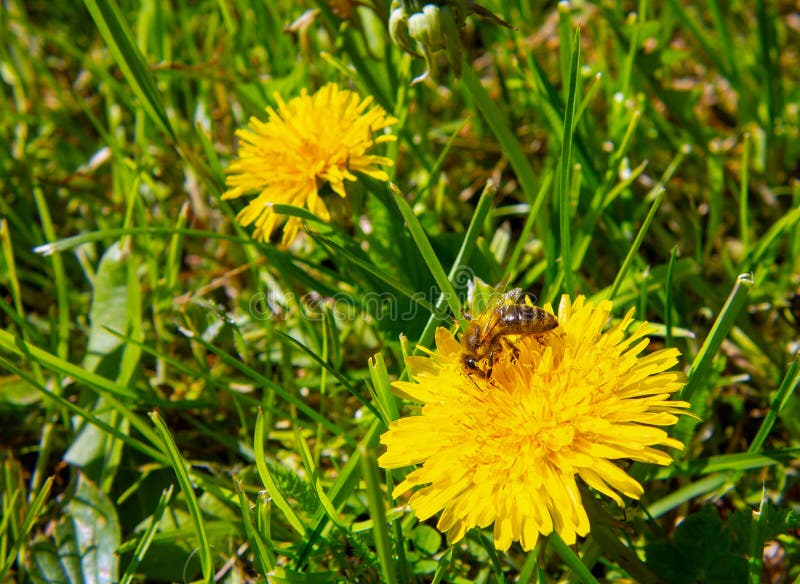 Bee on Dandelion, a Bee Pollinates a Flower, Spring Time Stock Image ...
