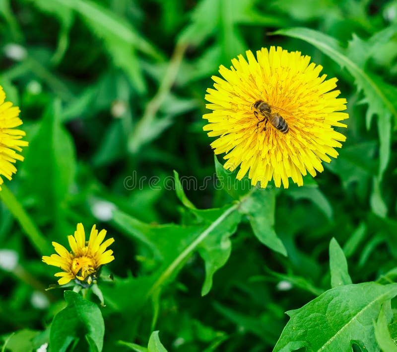 Bee on Dandelion.spring Flowers. Bee Pollinating Flowers Stock Photo ...