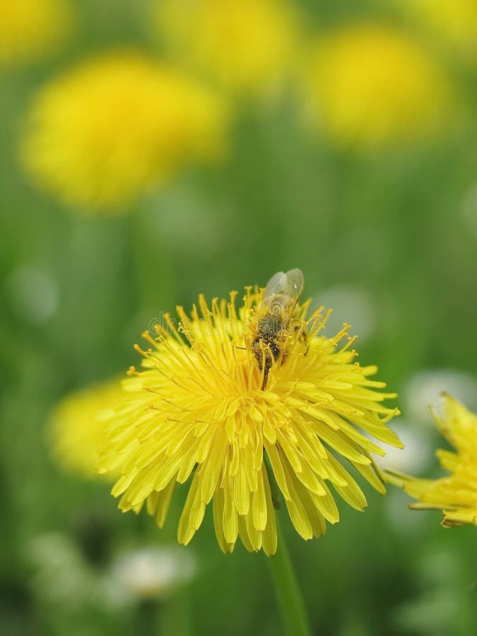 Bee on dandelion stock photo. Image of active, field - 44701828