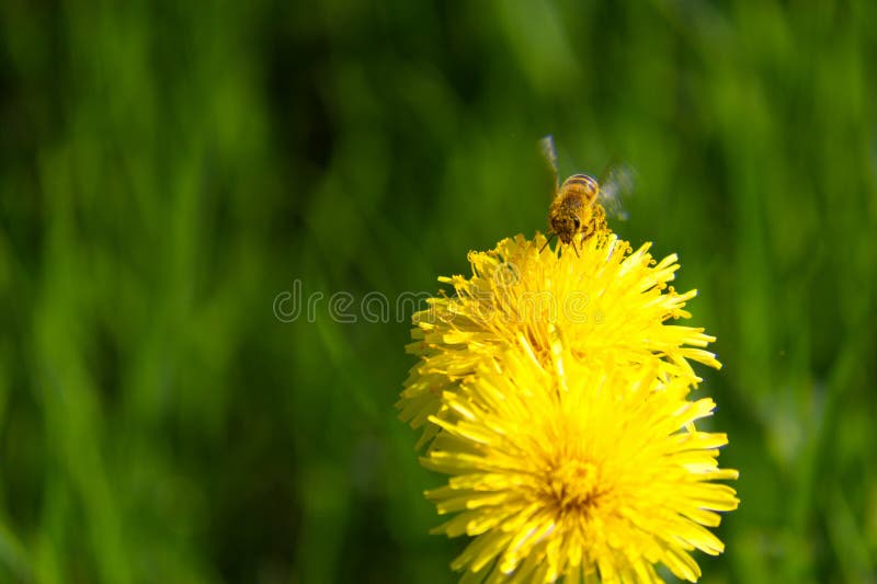 Bee on a Dandelion-Stock Photos Stock Photo - Image of beautiful ...