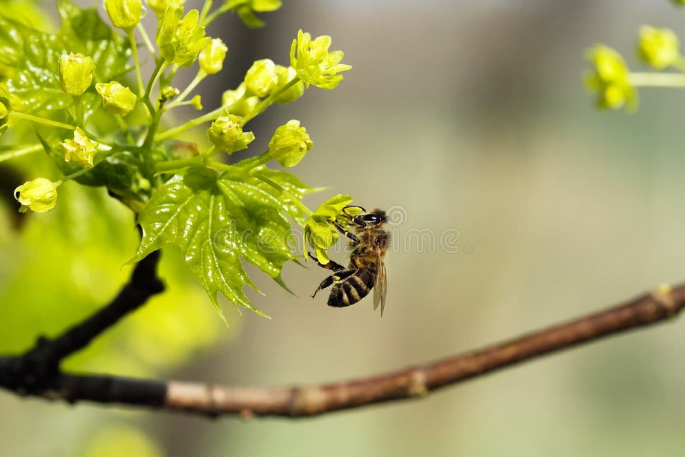 Bee in detail stock image. Image of countryside, blossom - 19301179