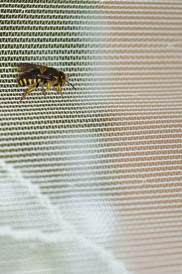 Bee in Detail on Mesh Surface Stock Image - Image of wild, studio ...