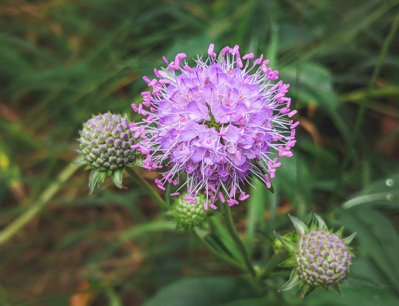 Bee on Devil S-bit Scabious - Succisa Pratensis Stock Image - Image of portrait, succisa: 266195847