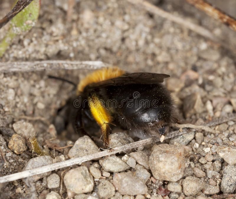 Bee digging in sand. stock image. Image of focus, close - 14063359