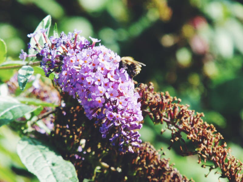 Bee and dinner stock image. Image of nature, preset, dinner - 99803173