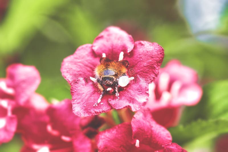 Bee diving into flower stock image. Image of plant, pollinating - 203788089