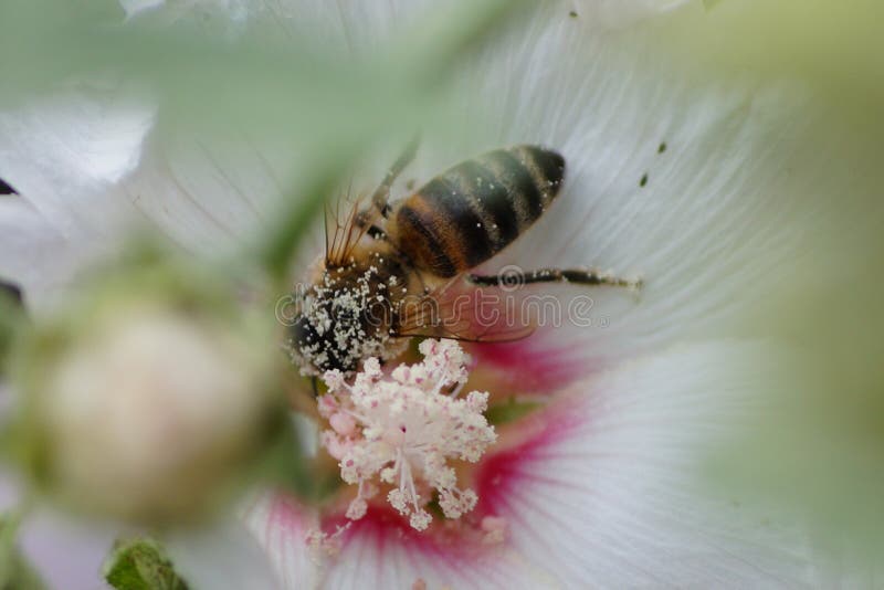 Bee Doing Hard Work in Spring Stock Photo - Image of forest, pollen ...
