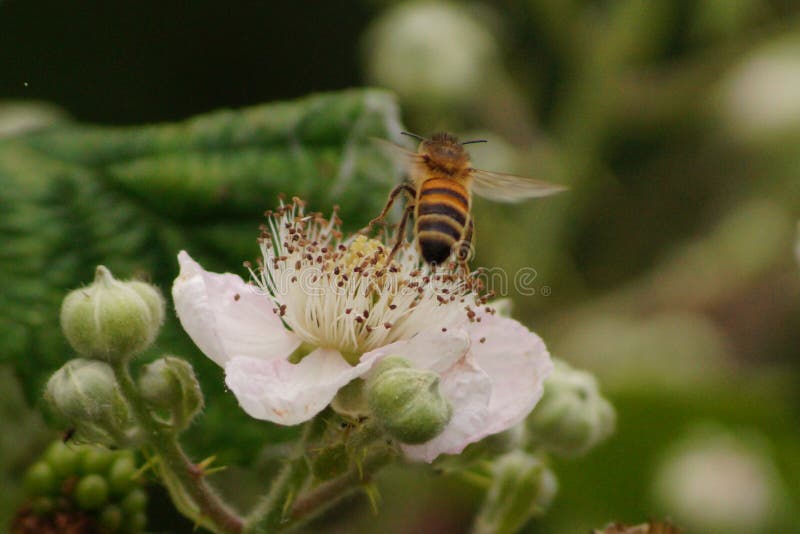Bee Doing Hard Work in Spring Stock Image - Image of pollen, spring ...
