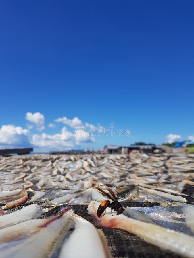 Bee between dried sun fish stock photo. Image of wildlife - 230620000