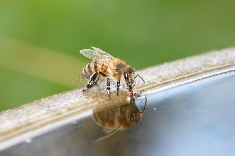 Bee is drink stock image. Image of laurocerasus, leaves - 73346687