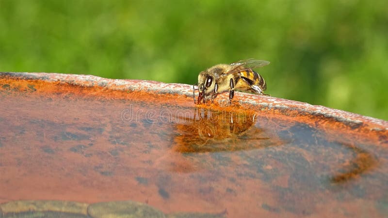 Bee Drinking from Bird Bath Stock Image - Image of green, birdbath ...