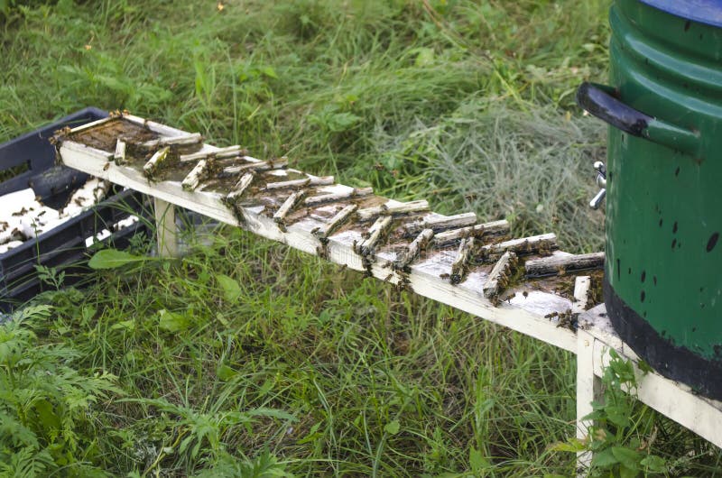 Bee Drinking Bowl with Water on an Apiary Stock Image - Image of pollen ...