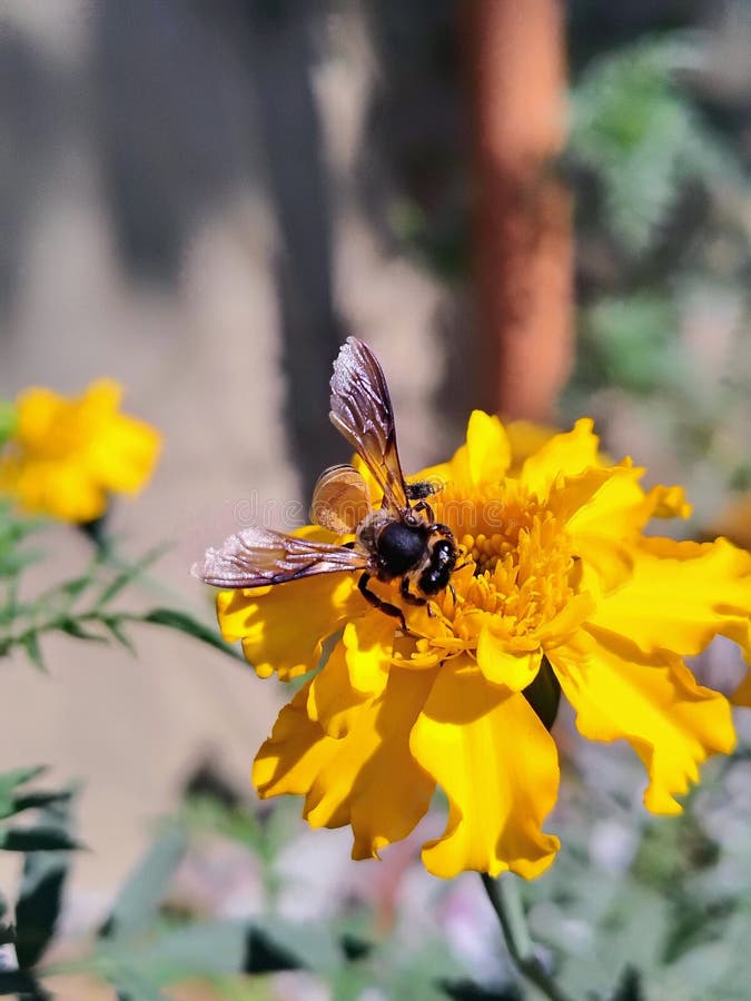 Bee drinking flower nectar stock image. Image of meadow - 350197623